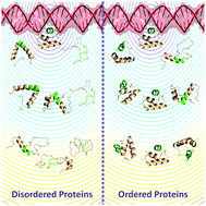 Non-specific DNA-driven quinary interactions promote structural ...