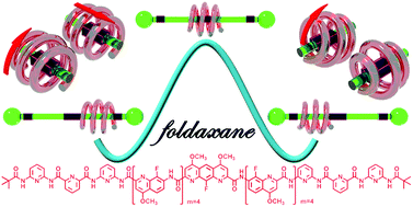 The shuttling mechanism of foldaxanes: more than just translocation and ...