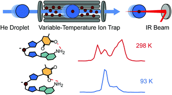 Probing the conformational landscape and thermochemistry of DNA ...