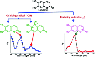 Transient species of esculetin produced in pulse radiolysis ...