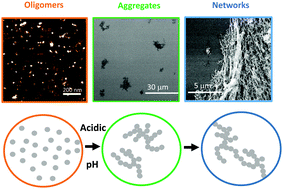 Colloidal-like aggregation of a functional amyloid protein - Physical ...