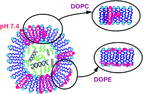 DOPC versus DOPE as a helper lipid for gene-therapies: molecular ...