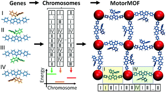 Collective structural properties of embedded molecular motors in ...