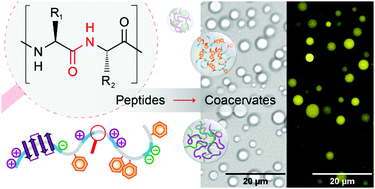 Peptide-based coacervates as biomimetic protocells - Chemical Society ...