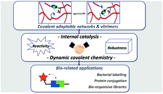 Internal catalysis for dynamic covalent chemistry applications and ...
