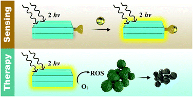 Two-photon small-molecule fluorescence-based agents for sensing ...