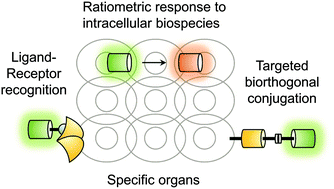 Small-molecule fluorescence-based probes for interrogating major organ ...