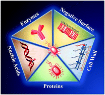 Recent progress in fluorescent probes for bacteria - Chemical Society ...