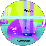 Emerging open microfluidics for cell manipulation - Chemical Society ...