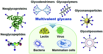 Multivalent glycans for biological and biomedical applications ...
