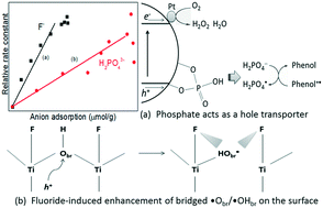 Different effects of fluoride and phosphate anions on TiO2 ...