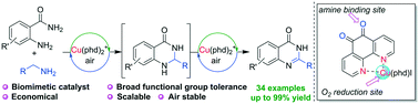 Aerobic primary and secondary amine oxidation cascade by a copper amine ...