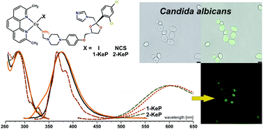 New anticandidal Cu(i) complexes with neocuproine and ketoconazole ...