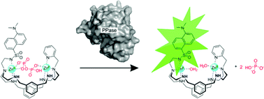 Monitoring inorganic pyrophosphatase activity with the fluorescent ...