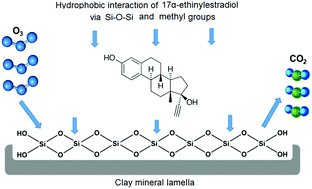 Clay-catalyzed ozonation of endocrine-disrupting compounds in solvent ...