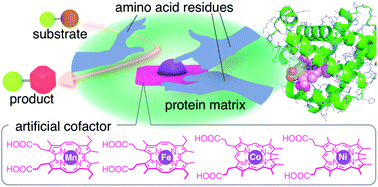 Myoglobins engineered with artificial cofactors serve as artificial ...