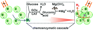 Engineering a chemoenzymatic cascade for sustainable photobiological ...