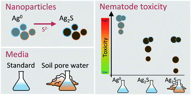 Chemical transformation and surface functionalisation affect the ...