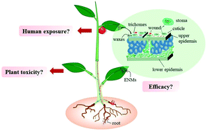 Foliar application of nanoparticles: mechanisms of absorption, transfer ...