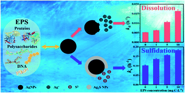 Extracellular Polymeric Substances A Review On The Roles Of