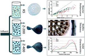 The impact of biofilm thickness-restraint and carrier type on attached ...