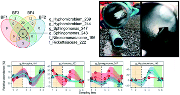 Impact of coagulation–ultrafiltration on long-term pipe biofilm ...