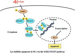 Lysine inhibits apoptosis in satellite cells to govern skeletal muscle ...