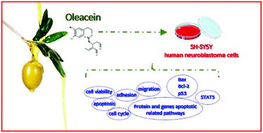 Oleacein inhibits STAT3, activates the apoptotic machinery, and exerts ...