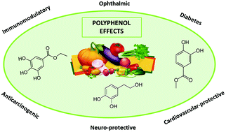 Insight into the potential application of polyphenol-rich dietary ...