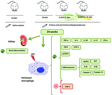 Dietary oleuropein and its acyl derivative ameliorate inflammatory ...