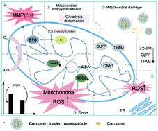 Curcumin micelles suppress gastric tumor cell growth by upregulating ...