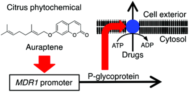 Citrus auraptene induces drug efflux transporter P-glycoprotein ...