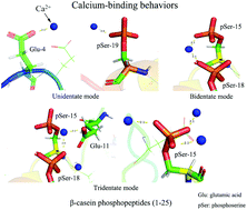 Deciphering calcium-binding behaviors of casein phosphopeptides by experimental approaches and ...