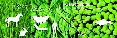 Galactolipids