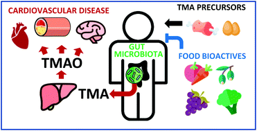 Dietary bioactive ingredients to modulate the gut microbiota-derived ...