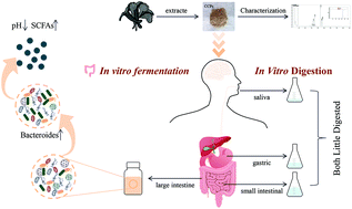 Effects of in vitro digestion and fecal fermentation on the stability and metabolic behavior of ...