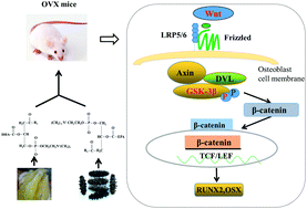 Comparative study of DHA-enriched phosphatidylcholine and EPA-enriched ...