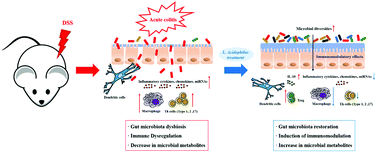 Alleviation of DSS-induced colitis via Lactobacillus acidophilus ...