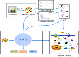 Melanogenesis effects of rice protein hydrolysate and its ...
