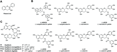 Antibacterial green tea catechins from a molecular perspective ...
