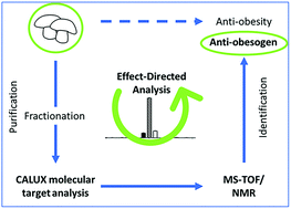 Effect-directed analysis and chemical identification of agonists of ...