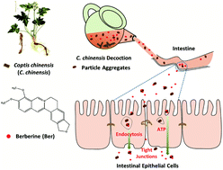 Role of particle aggregates in herbal medicine decoction showing they ...