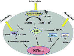 β-Conglycinin induces the formation of neutrophil extracellular traps ...