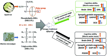 Short-term supplementation of DHA as phospholipids rather than ...