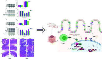 Wheat germ glycoprotein regionally modulates immunosuppressed mouse ...