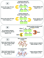 Causal relations among starch fine molecular structure, lamellar ...