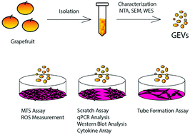 Grapefruit-derived extracellular vesicles as a promising cell-free ...