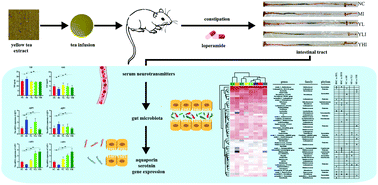 The protective effects of yellow tea extract against loperamide-induced ...
