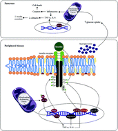 Molecular mechanisms from insulin-mimetic effect of vitamin D ...