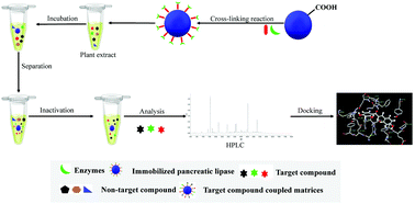 Rapid screening of lipase inhibitors in licorice extract by using ...